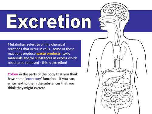 Excretion - A complete set of resources for Edexcel IGCSE Biology ...