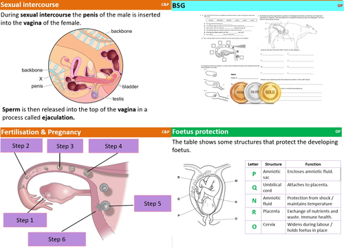 Becoming Pregnant - Year 7 - KS3 | Teaching Resources