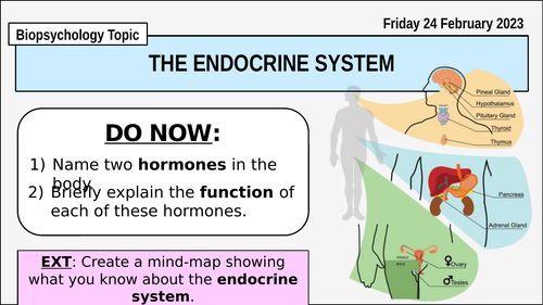 A-Level Psychology - THE ENDOCRINE SYSTEM [Biopsychology Topic ...