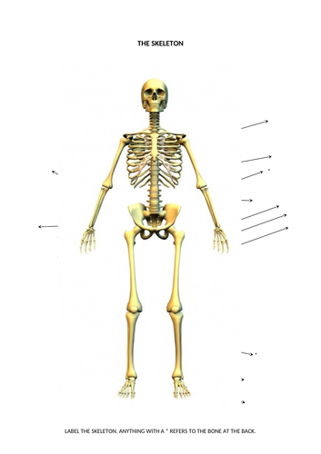 A Level AQA Muscles and Skeleton | Teaching Resources