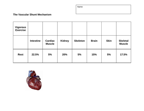 A Level Anatomy Cardiovascular Topics PE | Teaching Resources