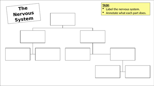 A-Level Psychology - THE NERVOUS SYSTEM [Biopsychology Topic ...