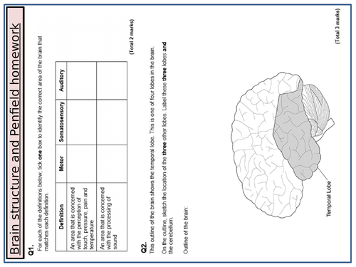 AQA GCSE Psychology - Brain structure and Penfield | Teaching Resources