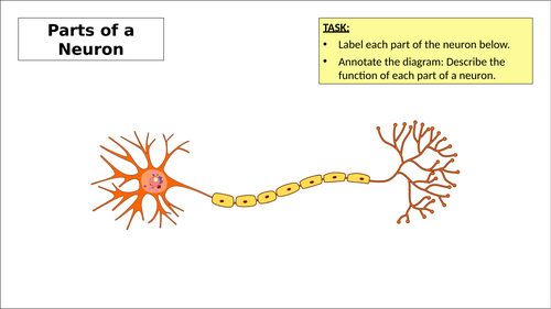 A-Level Psychology - NEURONS AND SYNAPTIC TRANSMISSION [Biopsychology ...