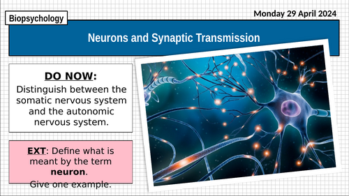 A-Level Psychology - NEURONS AND SYNAPTIC TRANSMISSION [Biopsychology ...