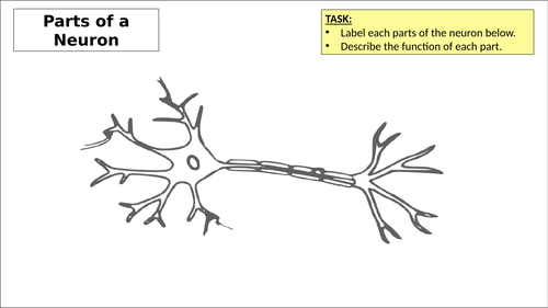 A-Level Psychology - NEURONS AND SYNAPTIC TRANSMISSION [Biopsychology ...