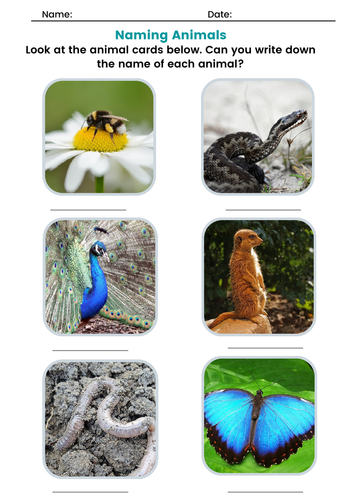 Vertebrates and Invertebrates Worksheet Bundle | Teaching Resources