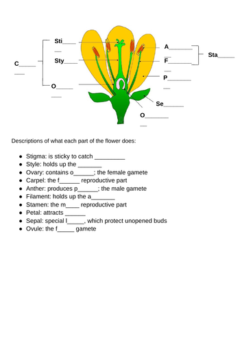 KS3 Structure of a flower and pollination | Teaching Resources
