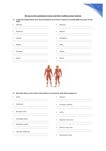 Anatomy and Physiology (Sport, 2016 exam) - Full unit | Teaching Resources