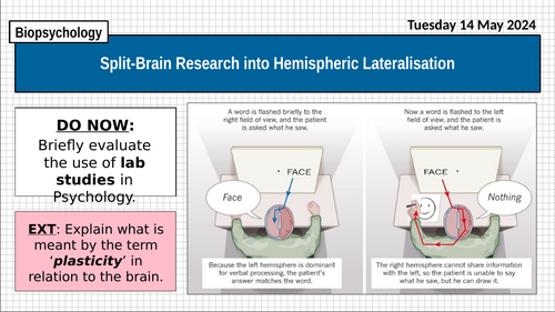 A-Level Psychology - SPLIT-BRAIN RESEARCH INTO HEMISPHERIC ...