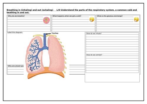 GCSE Respiration and gaseous exchange - revision worksheet | Teaching ...