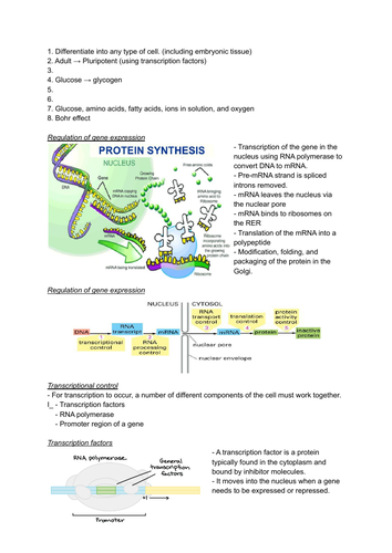 Regulation of gene expression and epigenetic complete notes set ...
