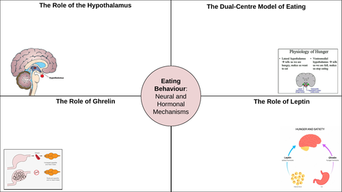 A-Level Psychology - NEURAL AND HORMONAL MECHANISMS [Eating Behaviour ...
