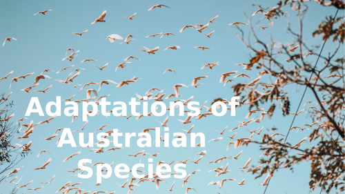 Adaptations of Australian Species PPT | Teaching Resources