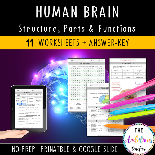 The Human Brain Worksheets - Structure & Functions No-prep | Printable ...