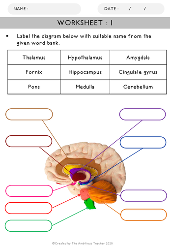 The Human Brain Worksheets - Structure & Functions No-prep | Printable ...
