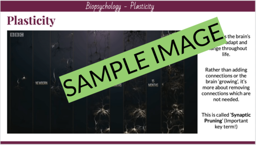 Plasticity - Psychology AQA Full Lesson | Teaching Resources