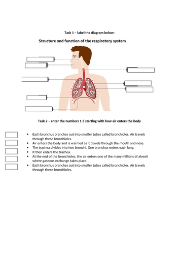AQA GCSE PE - Respiratory system | Teaching Resources
