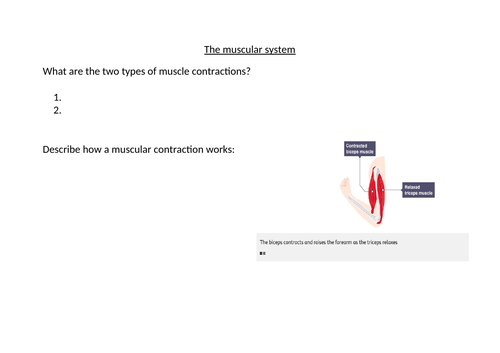 AQA GCSE PE - Muscles | Teaching Resources