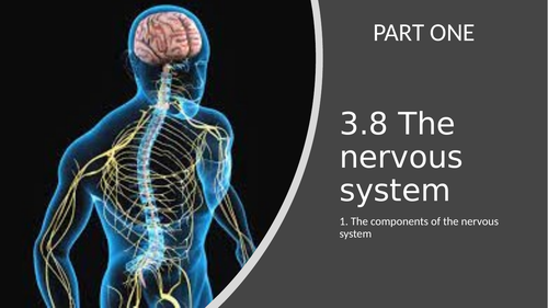 The nervous system | Teaching Resources