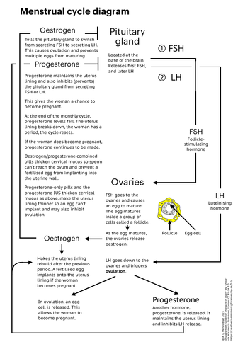 OCR Gateway menstrual cycle notes and diagram, GCSE biology | Teaching ...