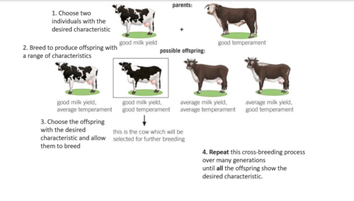Selective Breeding - INHERITANCE, GCSE | Teaching Resources