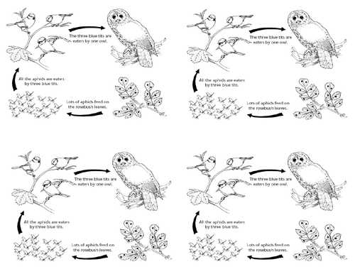 Year 7 Environmental Science Week - 5 Lessons | Teaching Resources