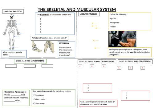 Skeletal & Muscular System Revision | Teaching Resources