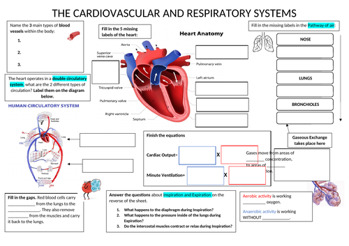 Cardiovascular and Respiratory System Revision | Teaching Resources