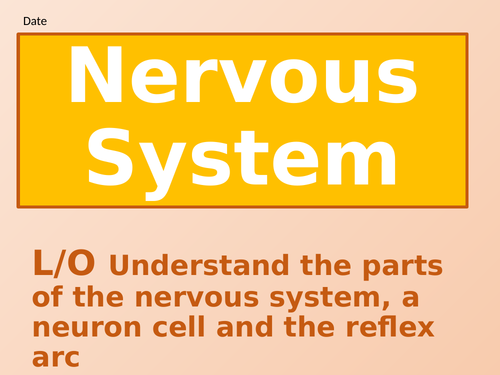 Nervous system and reflex arc GCSE Science revision | Teaching Resources