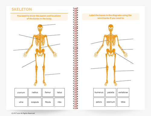 AQA GCSE PE: Revision Worksheets - Skeletal System | Teaching Resources