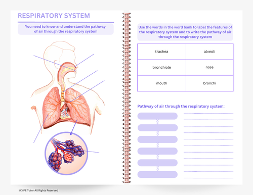 AQA GCSE PE: Revision Worksheets - Respiratory System | Teaching Resources