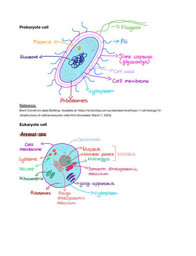 IB Biology drawings - chapter 1 (cells) | Teaching Resources