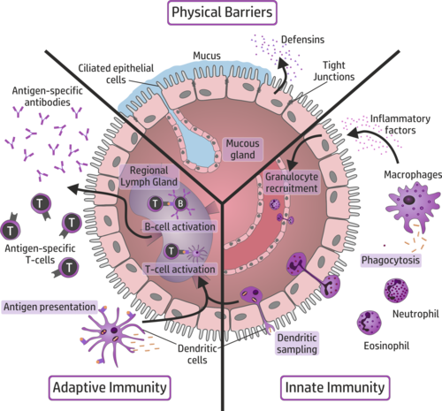 Immunity Images PNG | Teaching Resources
