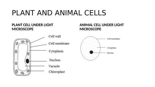 Igcse Biology Lesson Notes And Tasks With Mark Scheme On Organisation