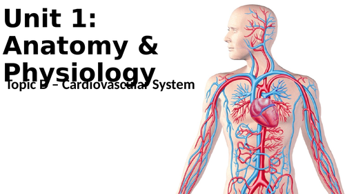 BTEC Sport L3 Unit 1 A&P - Cardiovascular System | Teaching Resources