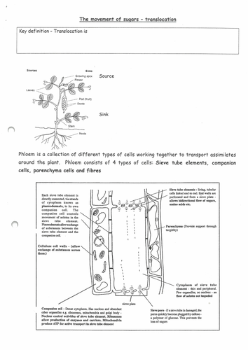 A Level Biology OCR Plant transport -Translocation Booklet lesson ... A Level Biology OCR Plant transport -Translocation Booklet lesson ...