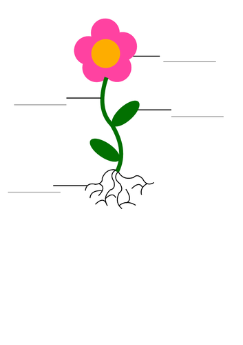 Parts of a Plant | Teaching Resources