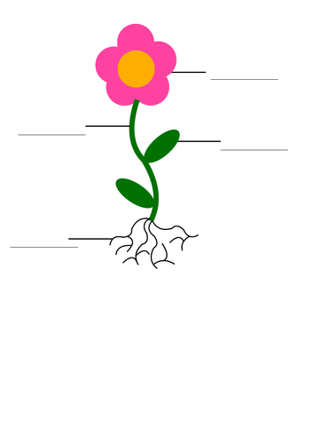 Parts of a Plant | Teaching Resources