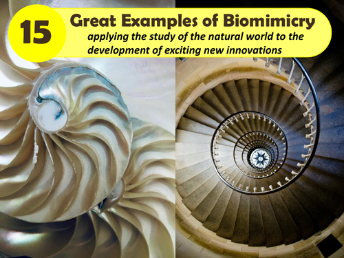 Wall Display - Design Technology - Biomimicry - 15 great examples - 15 ...