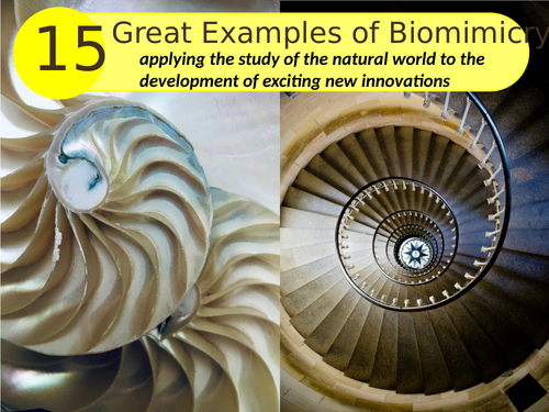 Wall Display - Design Technology - Biomimicry - 15 great examples - 15 ...