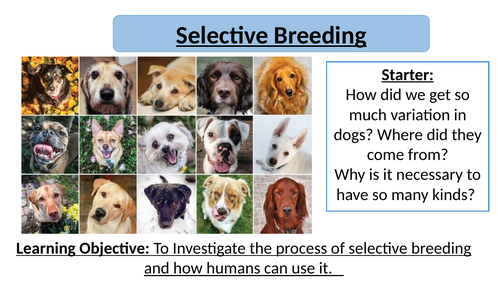 Selective breeding | Teaching Resources