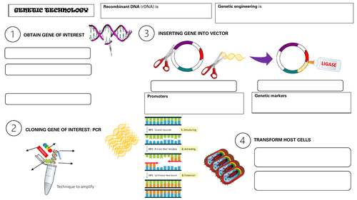 A LEVEL BIOLOGY: GENE TECHNOLOGY REVISION | Teaching Resources