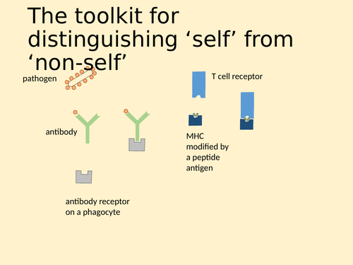 Powerpoint on specific immune responses | Teaching Resources
