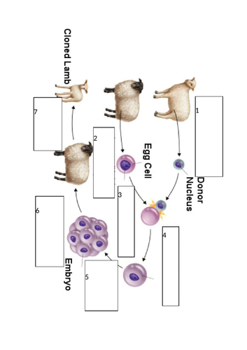 Lesson resources_B6_genetics_triple | Teaching Resources