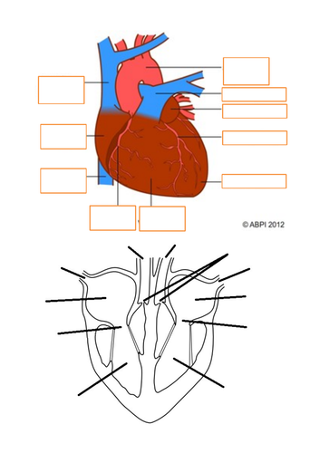 lesson_AQA GCSE_the heart | Teaching Resources