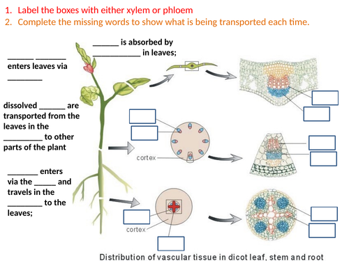 Lesson_AQA GCSE_plant organs and transpiration | Teaching Resources