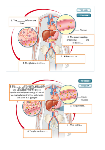 lesson_glucose regulation_AQA GCSE | Teaching Resources