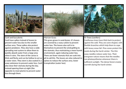 lesson_adaptation in plants_AQA GCSE | Teaching Resources