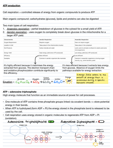 Cell respiration notes | Teaching Resources